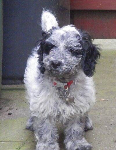 Cockapoo Puppy Photos - The Cockapoo Club of GB