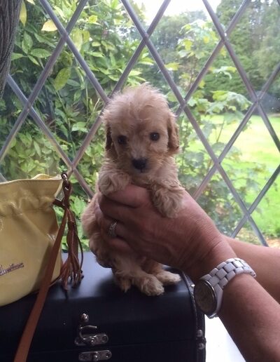 Cockapoo Puppy Photos - The Cockapoo Club of GB