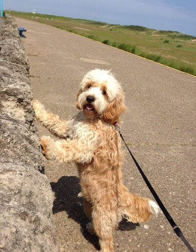 Cockapoo Puppy Photos - The Cockapoo Club of GB