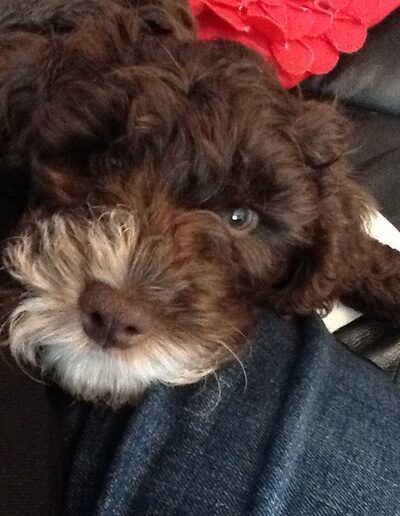 Cockapoo Puppy Photos - The Cockapoo Club of GB