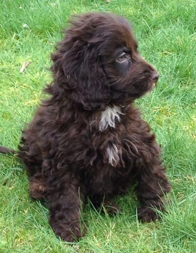 Cockapoo Puppy Photos - The Cockapoo Club of GB