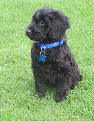 Cockapoo Puppy Photos - The Cockapoo Club of GB