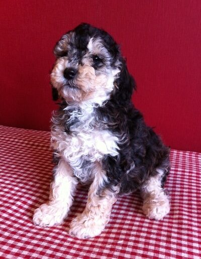 Cockapoo Puppy Photos - The Cockapoo Club of GB