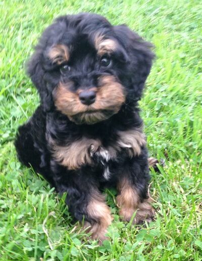 Cockapoo Puppy Photos - The Cockapoo Club of GB