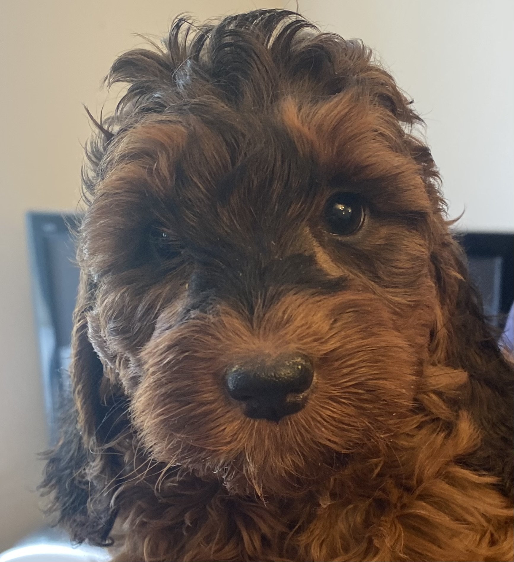 Approved Cockapoo Breeders - The Cockapoo Club of GB