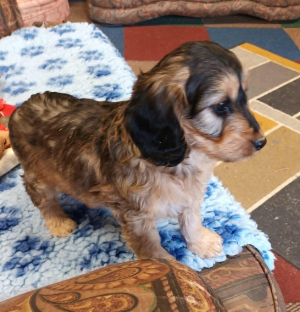 Approved Cockapoo Breeders - The Cockapoo Club of GB